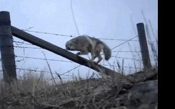 This Is What a True Hero Looks Like This Is Heroism in Action (23 gifs ...