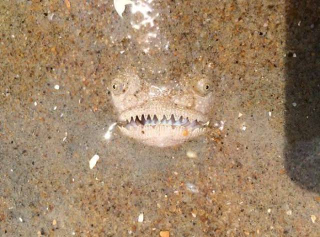 Unusual Encounter Scares The Crap Out Of Beach Visitors (3 pics ...