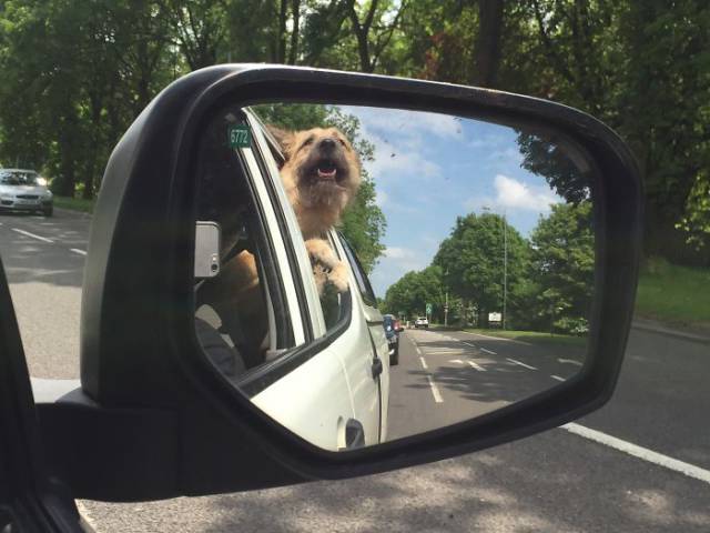 These Are The Faces Dogs Make When They Realize They’ve Just Been ...