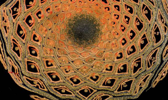 Amazing Images Under The Microscope That Reveal Invisible To The Naked ...